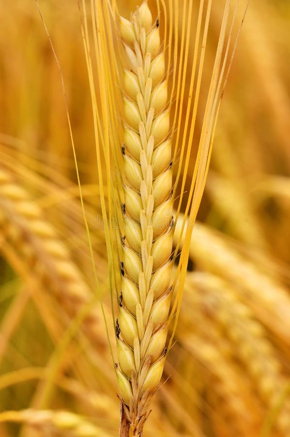Wheat stock photo. Image of healthy, grow, detail, field - 10647502