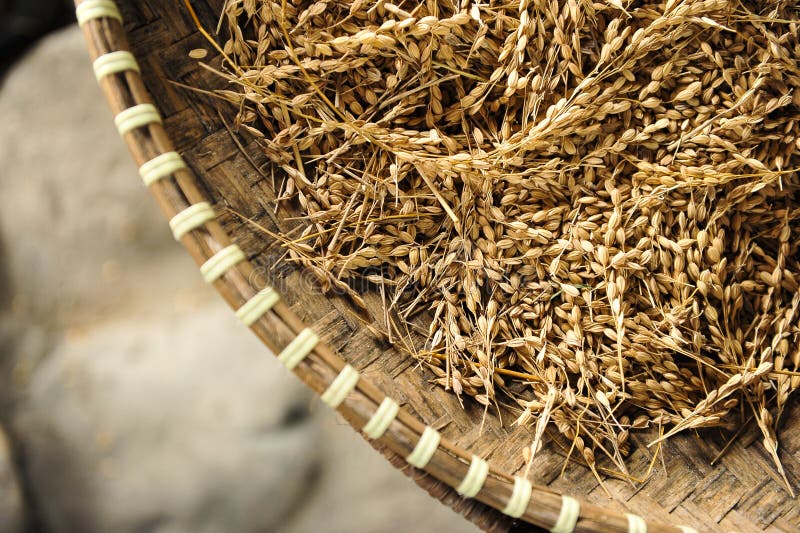 Wheat stock image. Image of basket, wheat, native, grain - 24391801