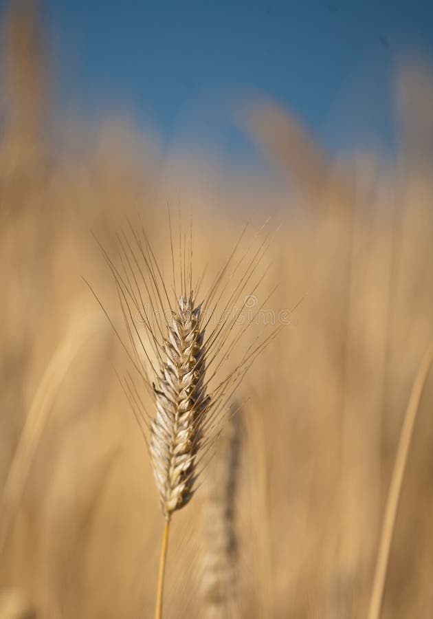 Wheat stock image. Image of fields, landscapes, crop - 25468765