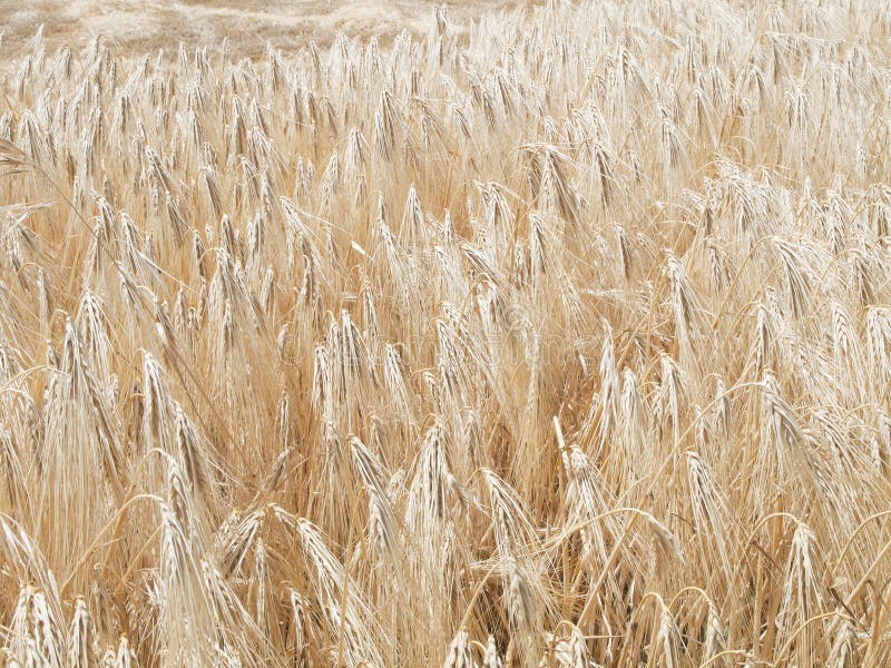 Wheat stock image. Image of tails, ripe, agriculture - 25514755