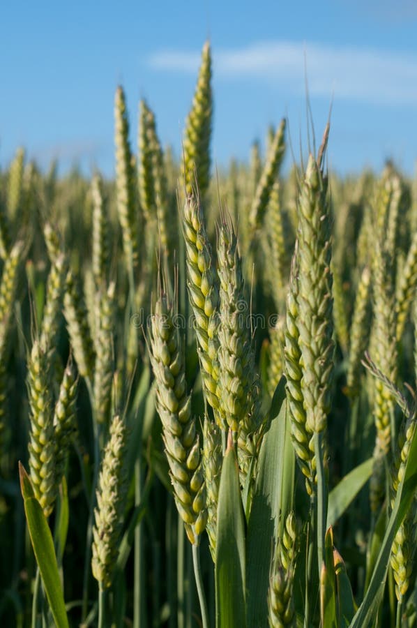 Wheat stock image. Image of cultivated, farmland, closeup - 25553125