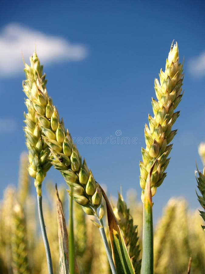 Wheat stock image. Image of grain, crop, healthy, closeup - 18811277