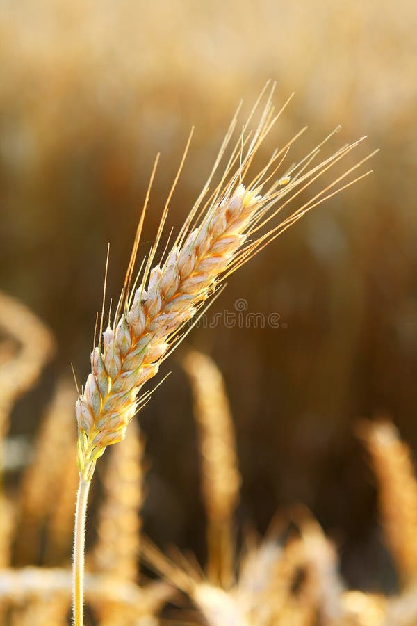 Wheat stock image. Image of crop, nutrition, cultivation - 941725