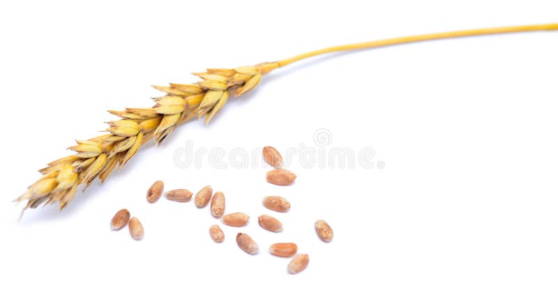Wheat stock image. Image of full, wheat, golden, kernels - 26570055