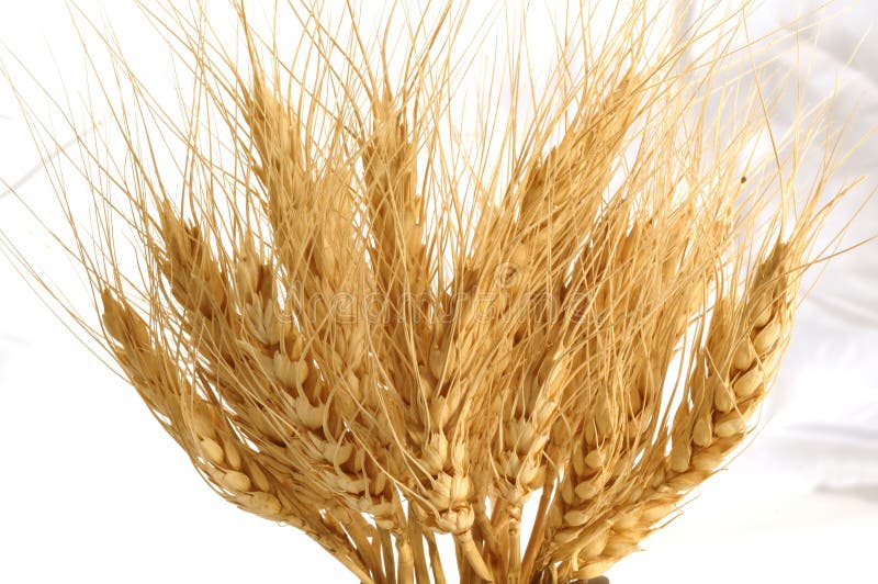 Bread and wheat stock image. Image of bakery, panification - 485307