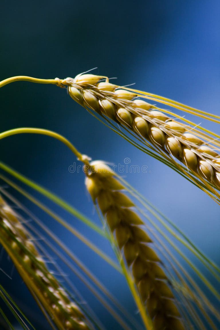 415 Wheat Grain Parts Stock Photos - Free & Royalty-Free Stock Photos ...