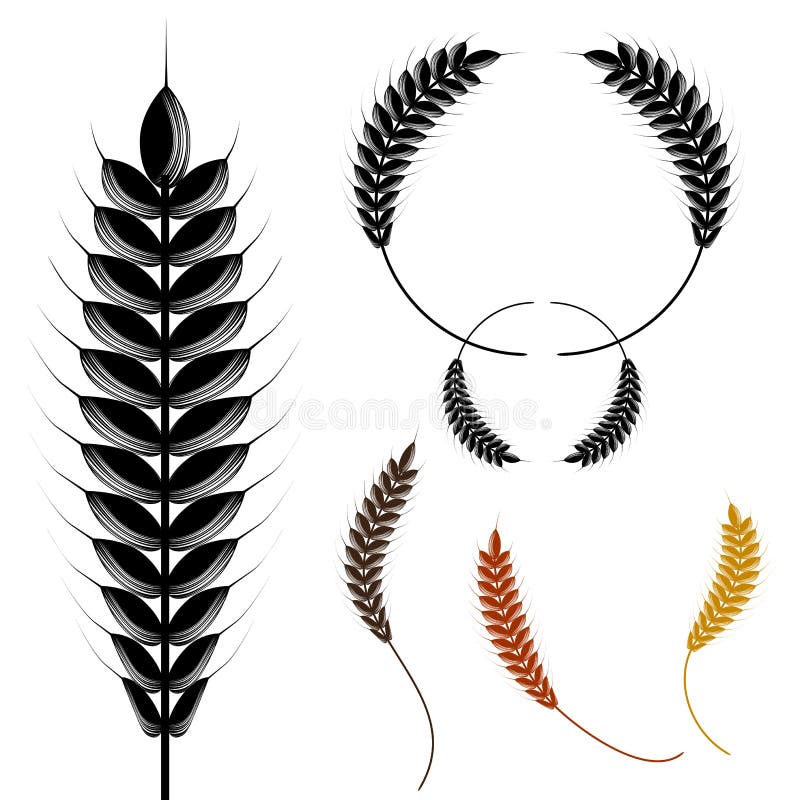 Wheat stock vector. Illustration of plant, border, white - 29050496