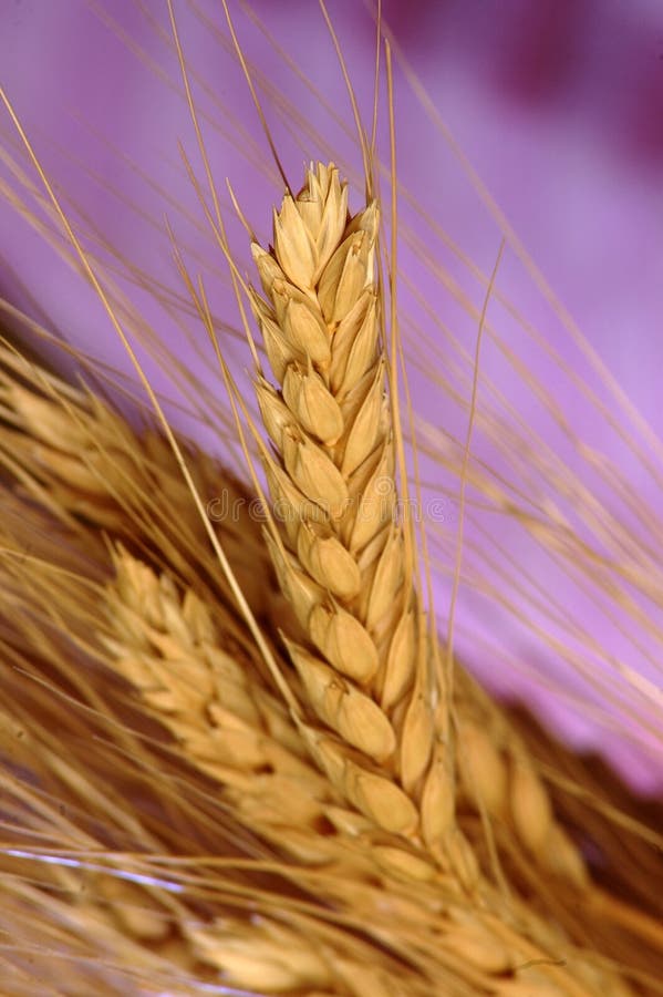 The weat stock photo. Image of blue, plant, golden, agricultural - 1090974