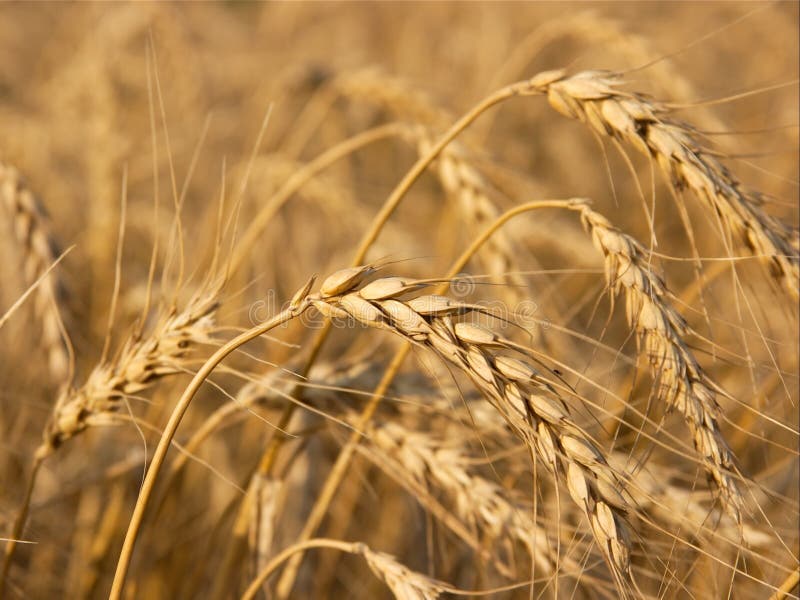 Wheat stock image. Image of health, farming, natural, fresh - 5028421