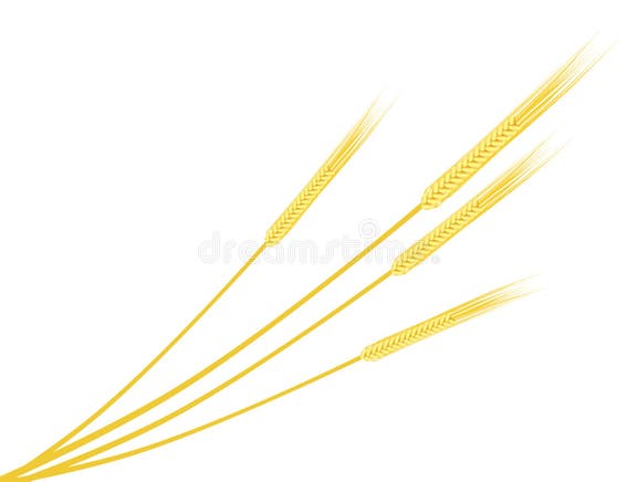 Wheat Stem Stock Illustrations – 11,416 Wheat Stem Stock Illustrations ...