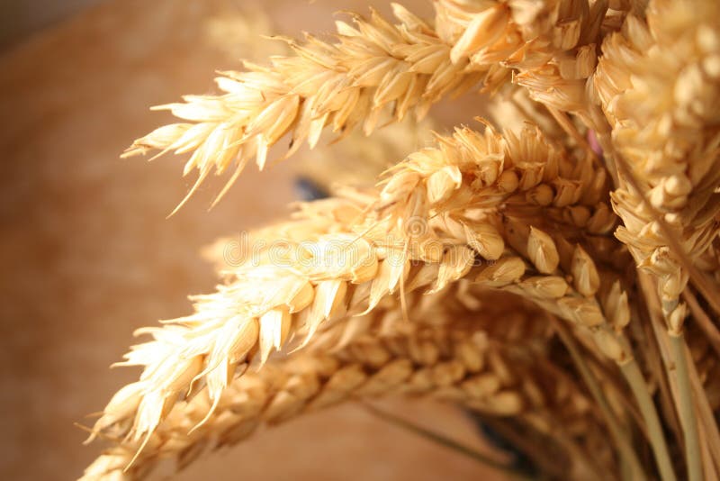 Wheat stock image. Image of wheat, blade, grain, plant - 419579