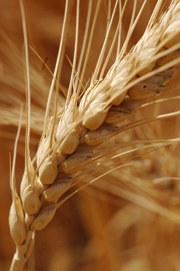 Wheat stock image. Image of crop, grain, kernels, agriculture - 463377
