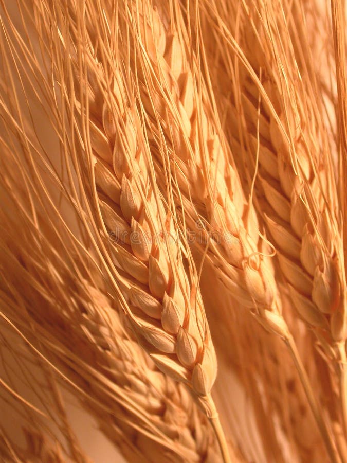 Grains of wheat stock photo. Image of healthy, grain, closeup - 61448