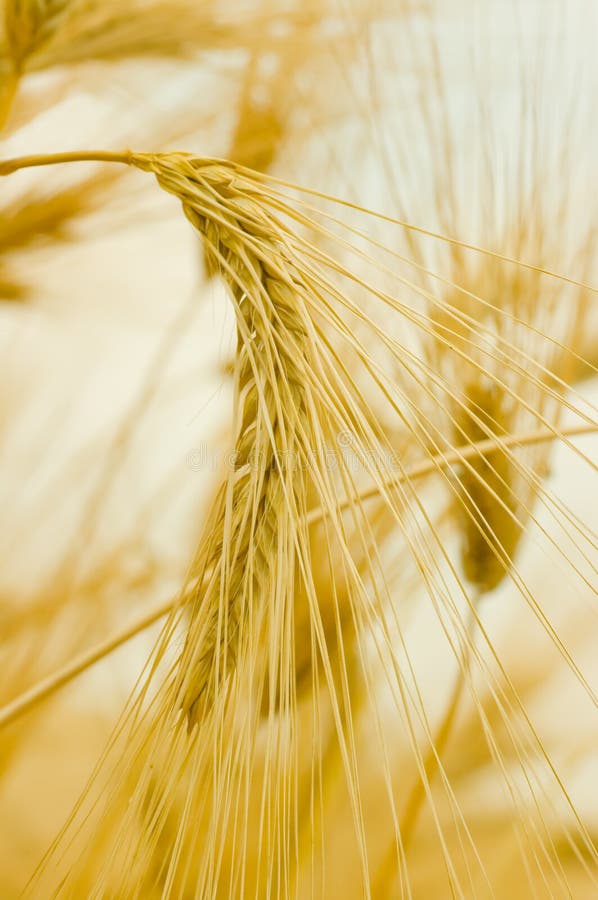 Bread and wheat stock image. Image of bakery, panification - 485307