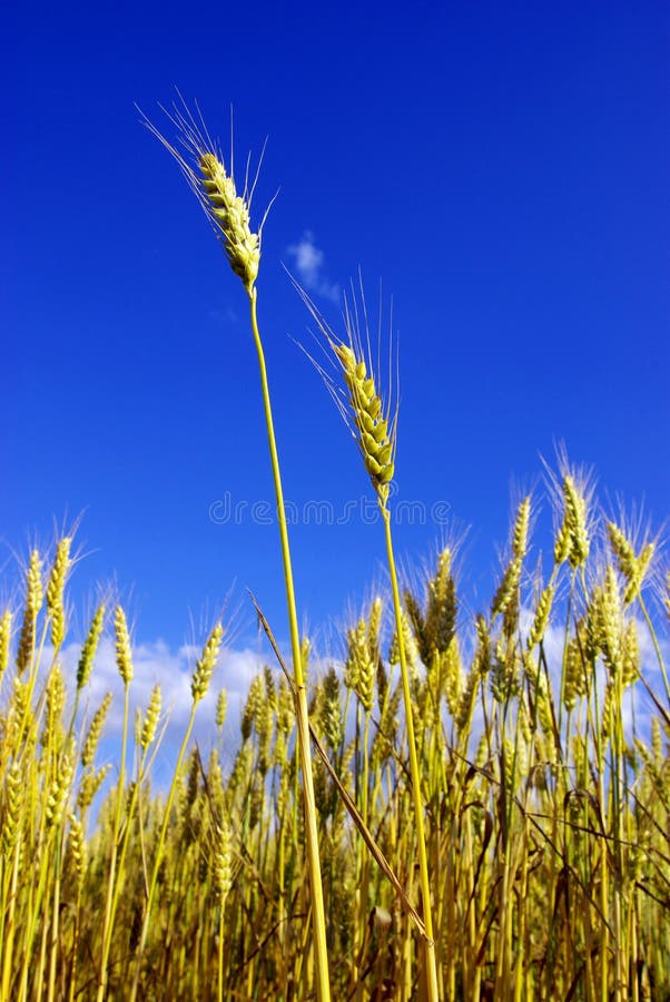 Reed in the wind stock photo. Image of blue, clouds, edge - 13499534