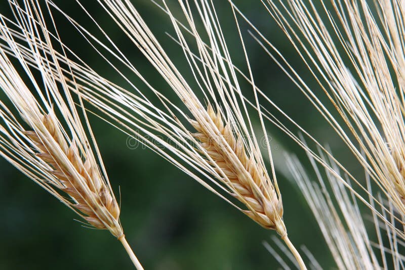 Wheat stock photo. Image of nature, macro, wheat, agriculture - 14167066