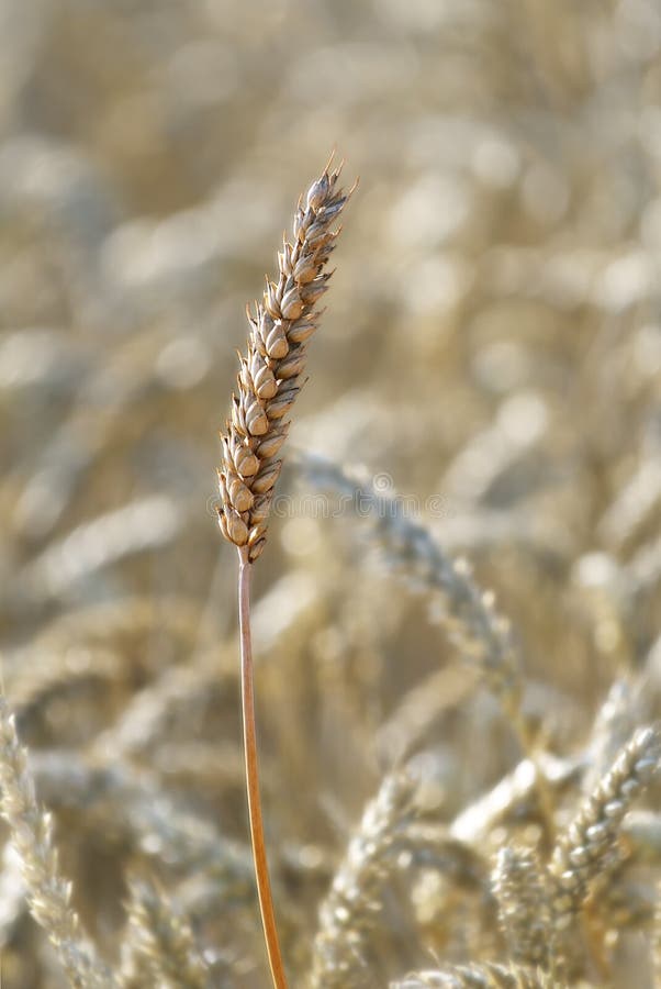 Wheat Head stock photo. Image of gold, wheat, stalk, golden - 5898338