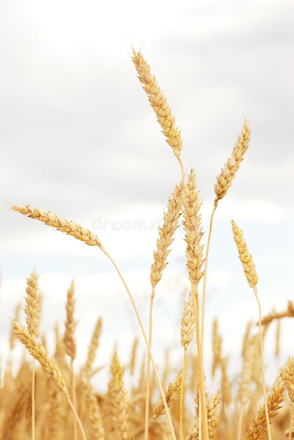 Wheat stock image. Image of detail, golden, agricultural - 150247