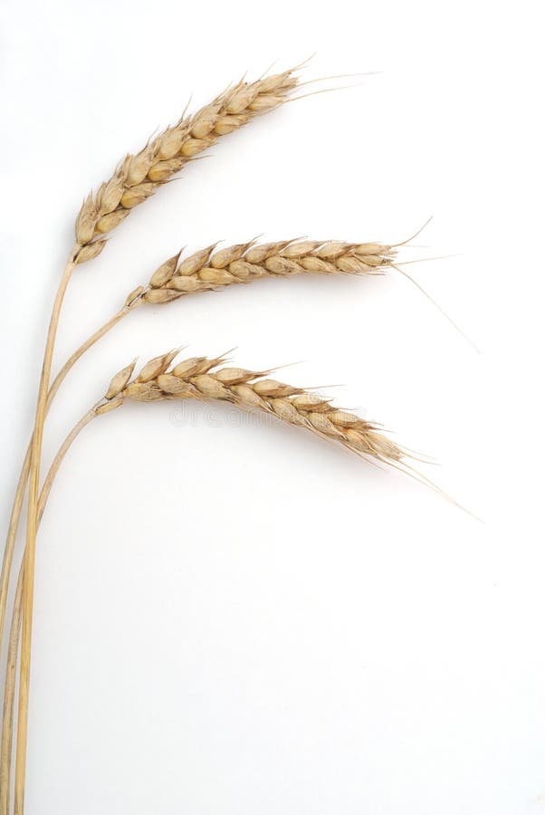 Three blades of wheat stock image. Image of ingredient - 5849027
