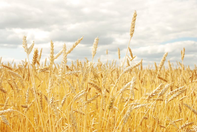 968 Emmer Wheat Stock Photos - Free & Royalty-Free Stock Photos from ...