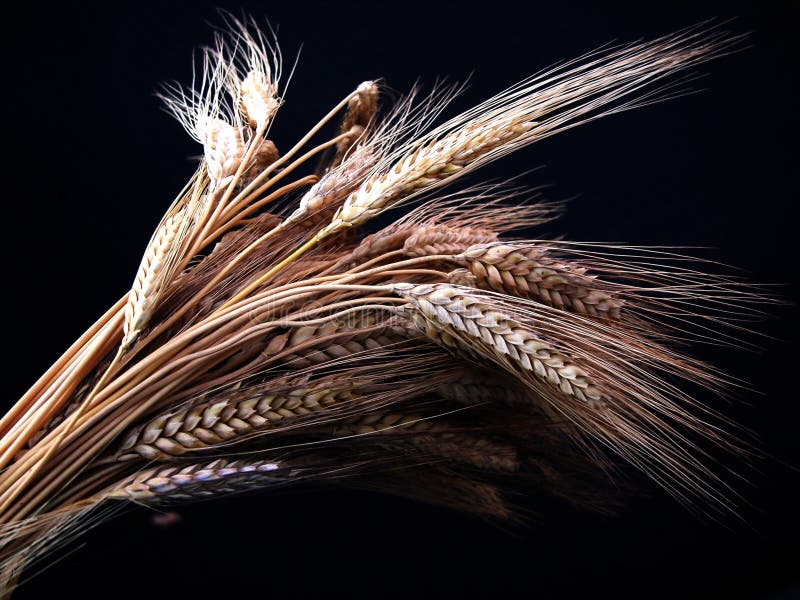 Wheat stock photo. Image of detail, biomass, natural - 15941276