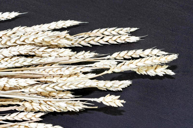 Wheat stock image. Image of crop, bundle, white, gluten - 7796727