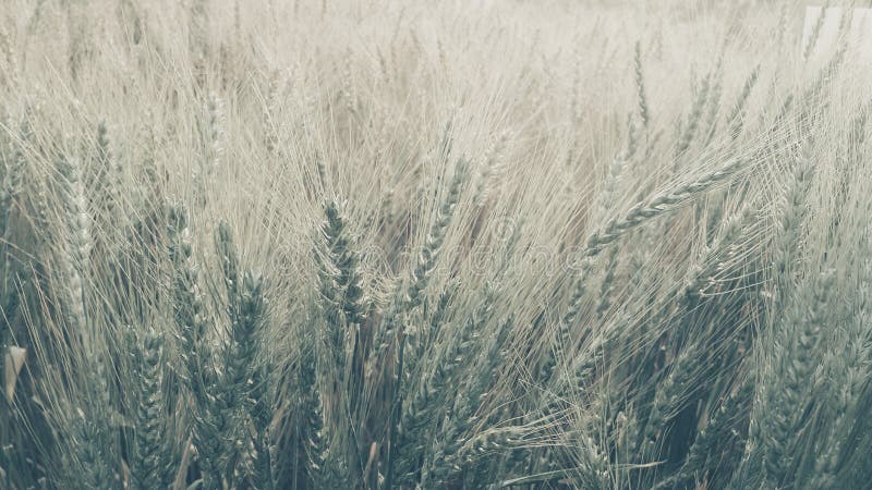 Wheat stock image. Image of wallpaper, wheat, blue, rice - 50922909