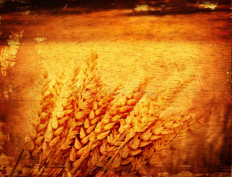 Wheat background stock photo. Image of agriculture, farm - 15964348
