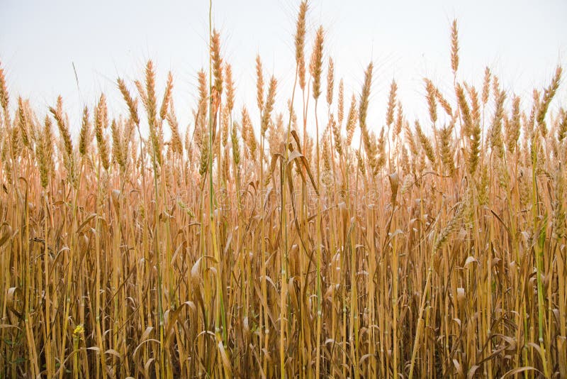 Wheat background stock image. Image of farming, golden - 20274487
