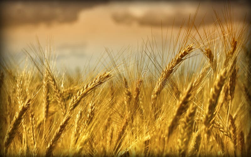 Wheat background stock image. Image of crop, natural, blue - 9793081
