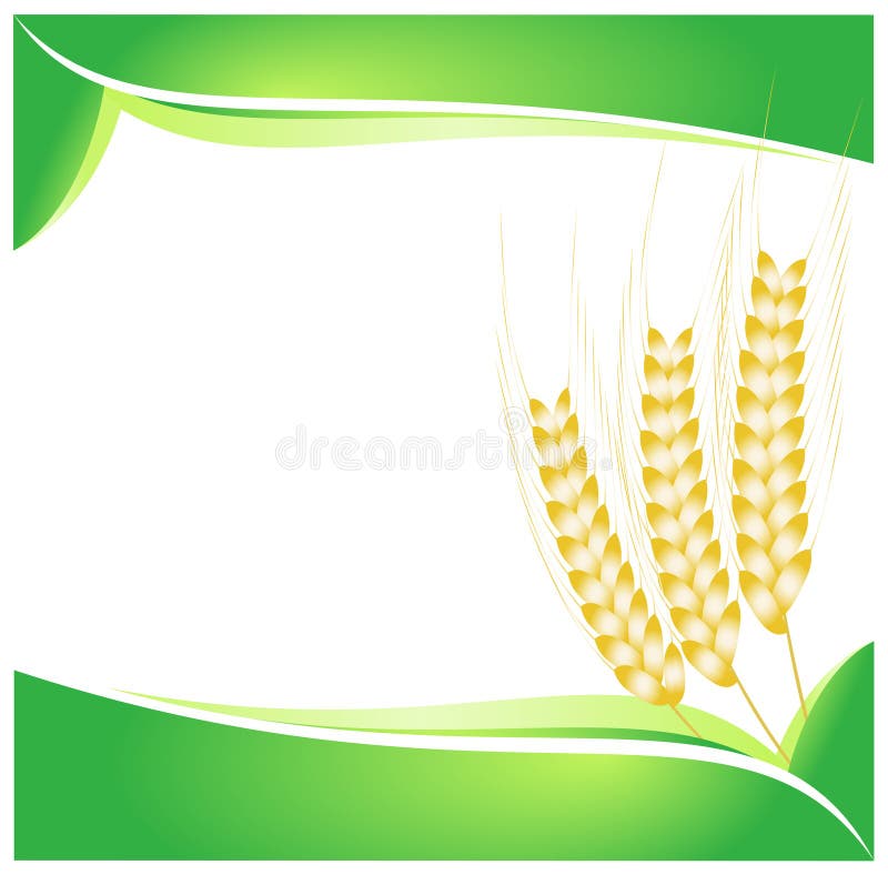 Wheat background stock vector. Illustration of vector - 30571974
