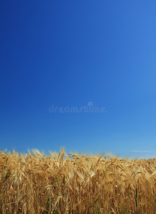 Wheat Field Against Blue Sky Stock Image - Image of harvest, outside ...