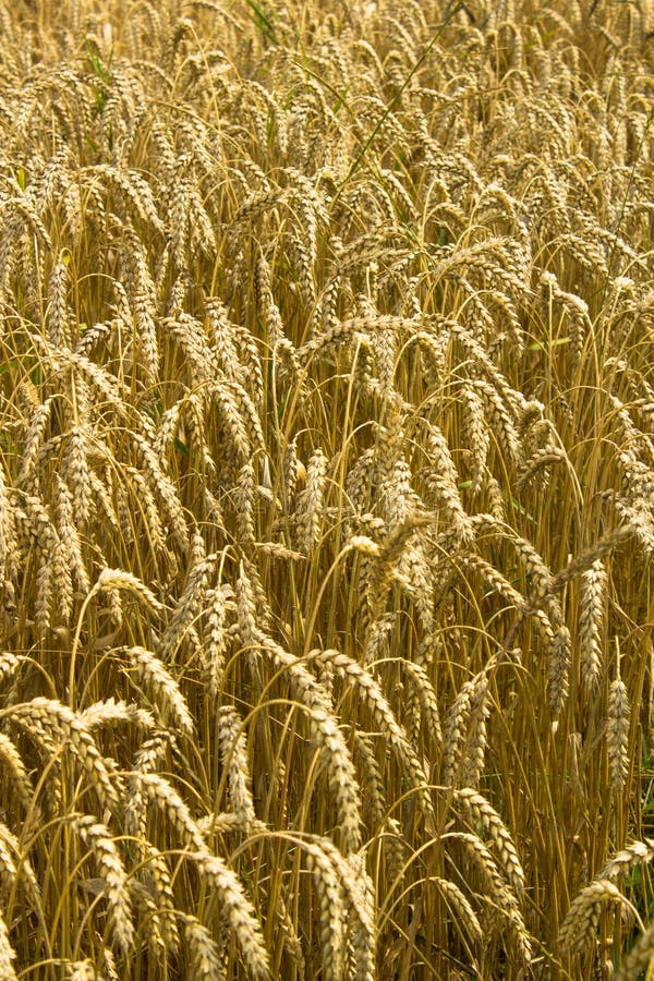 Wheat background stock photo. Image of grass, crop, backgrounds - 42894006