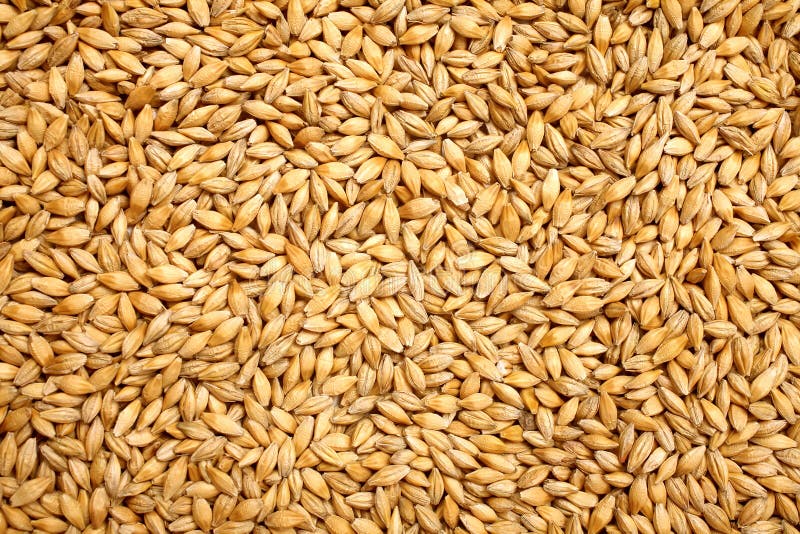 Wheat stock photo. Image of background, food, farm, spindly - 23331738