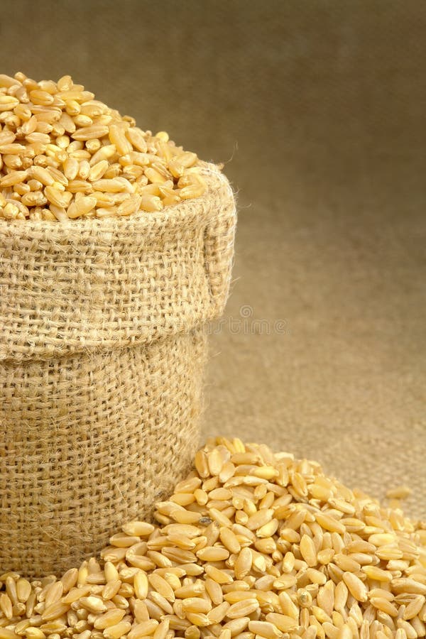 Wheat in Bag stock photo. Image of harvest, closeup - 112529200