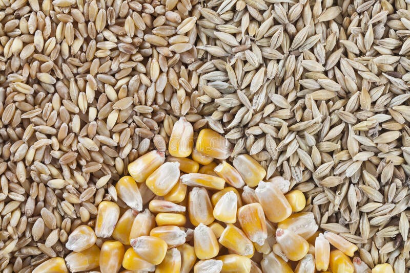 Wheat, Barley and Corn Seeds Stock Image - Image of freshness, crop ...