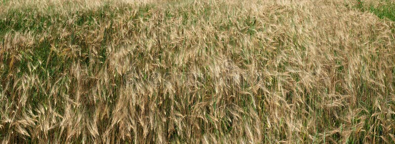 Wheat and Barley Ears in a Mixture Close-up, Top Down View. Background ...