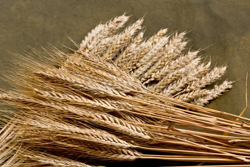 Wheat and barley stock photo. Image of ingredients, agriculture - 62882284