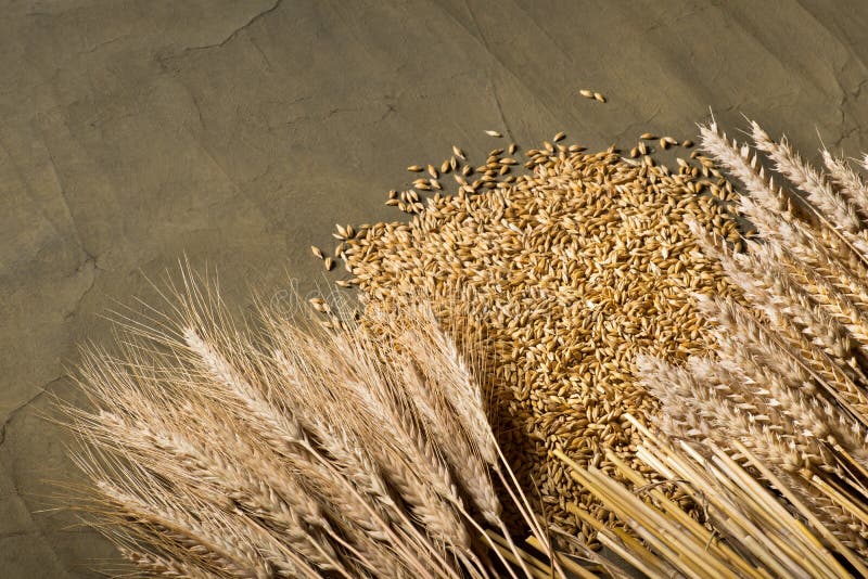 Barley and wheat stock photo. Image of brew, agriculture - 17713030