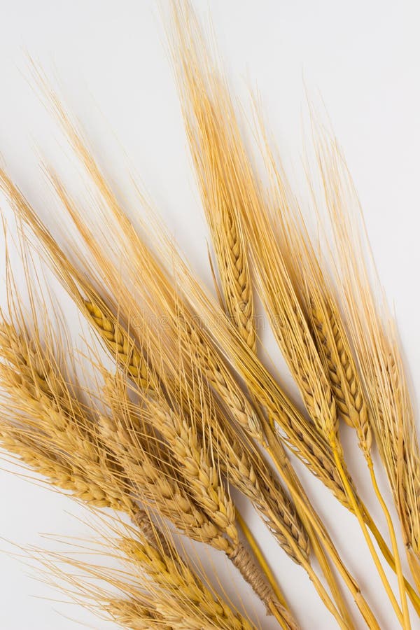 Barley on white background stock image. Image of land - 71925749