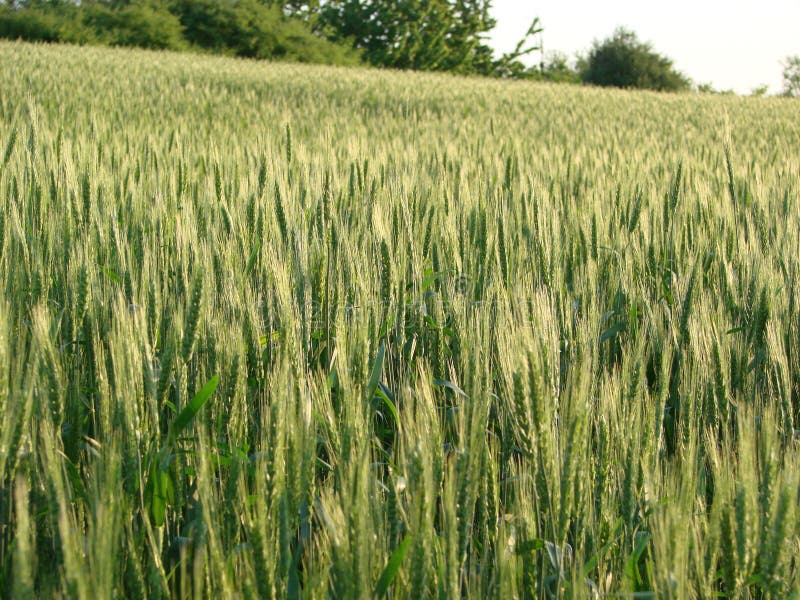 Wheat Beards.Wheat Field Morning Sunrise and Sunshine Stock Image ...