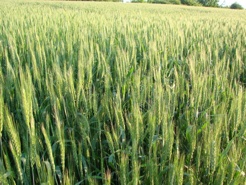 Wheat Beards.Wheat Field Morning Sunrise and Sunshine Stock Photo ...