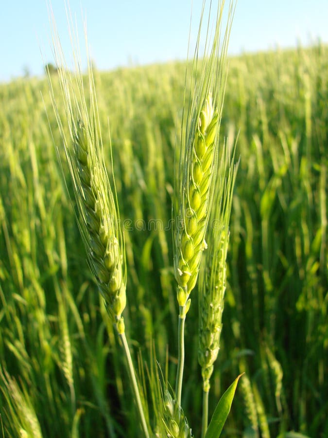 Wheat Beards.Wheat Field Morning Sunrise and Sunshine Stock Image ...