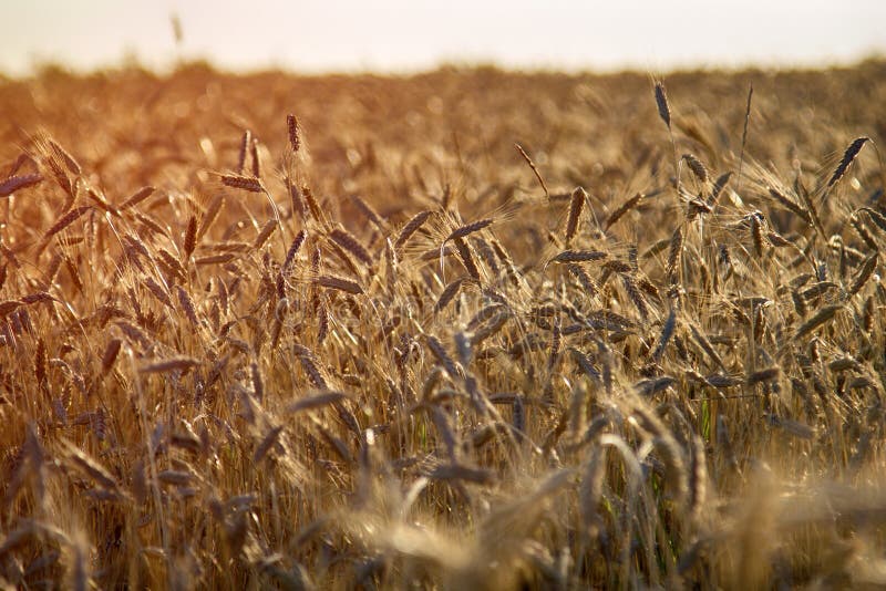 Wheat Beards.Wheat Field Morning Sunrise Stock Photo - Image of golden ...