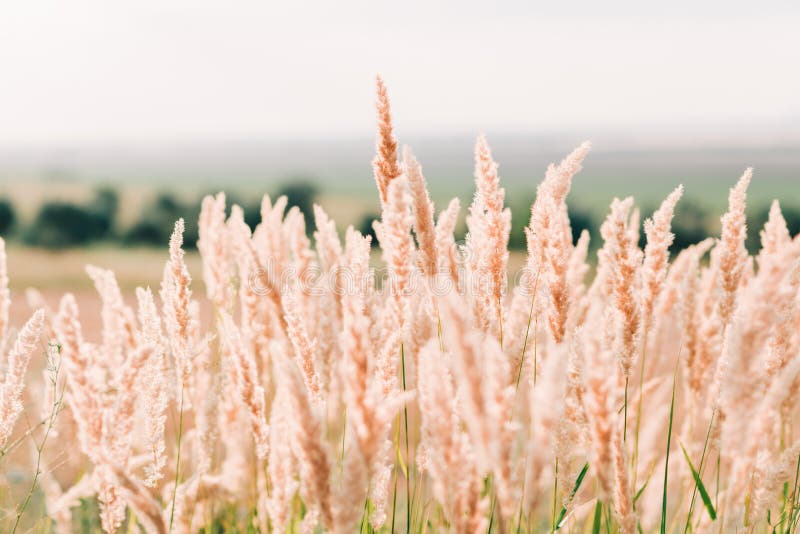 Wheat Beards.Wheat Field Morning Sunrise and Sunshine Stock Photo ...