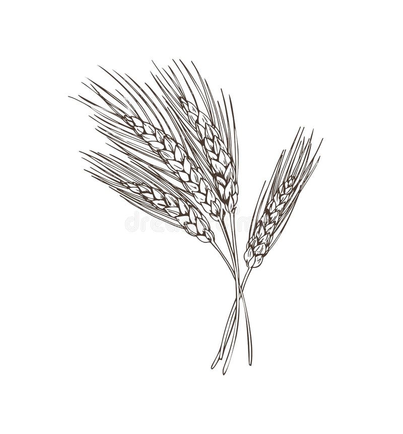 Wheat Beer Basic Ingridient Vector Illustration Stock Vector Illustration Of Harvest Drawing