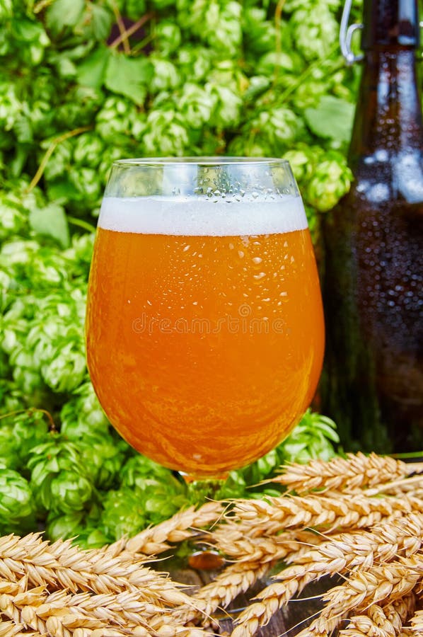 Wheat beer in glass stock photo. Image of color, foam - 70038906