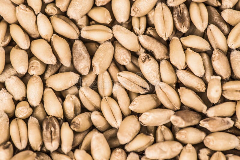 Wheat Berries stock image. Image of agriculture, cereal - 67766771