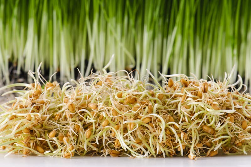 Wheat Berry Sprouts stock photo. Image of enzymes, food - 46602910