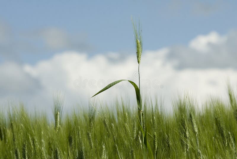 A blade of wheat stock photo. Image of cereal, growth, grain - 405912
